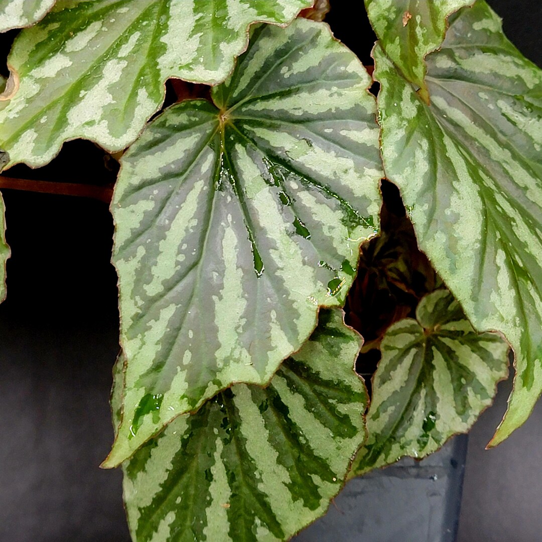 Begonia U682 'irian Jaya' - Etsy