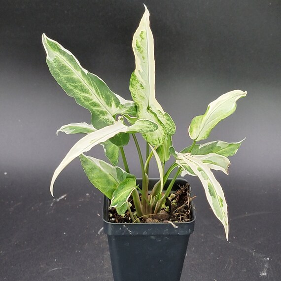 Syngonium Podophyllum 'starlight' - Etsy