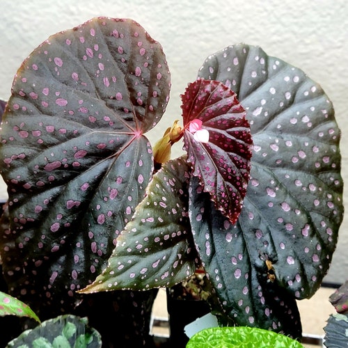 Outdoor & Gardening Ferns, Grasses & Bamboo Plants Begonia ocellata ...