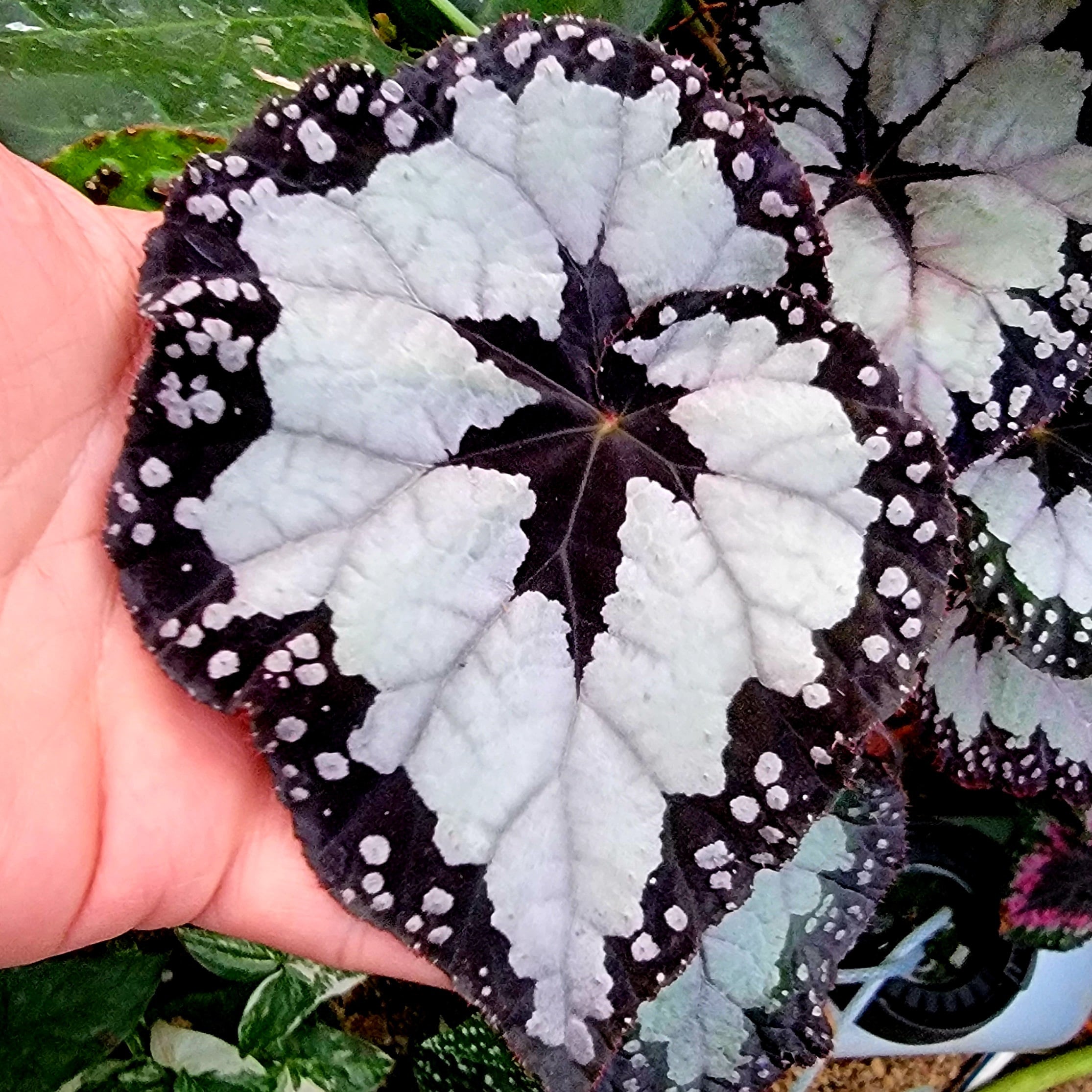Home & Hobby Floral & Garden Crafts in 3 Spotted Begonia Begonia ...