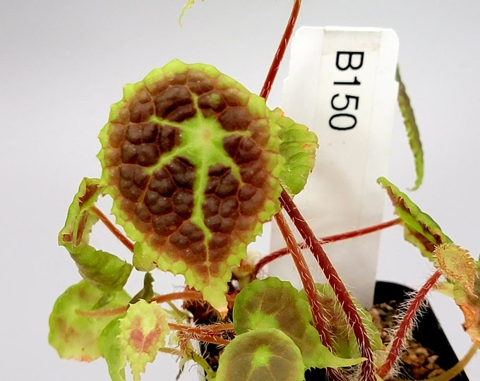 Begonia U690 AKA (staudtii X Microsperma) - Etsy