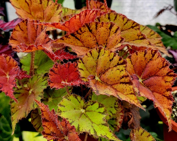Begonia "fall Fashion" - Etsy