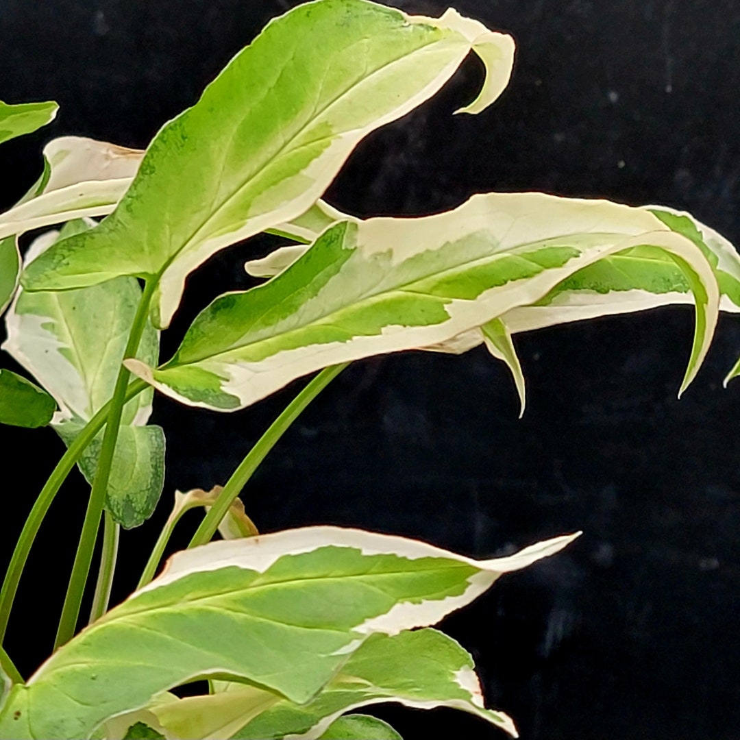 Syngonium Podophyllum 'starlight' - Etsy