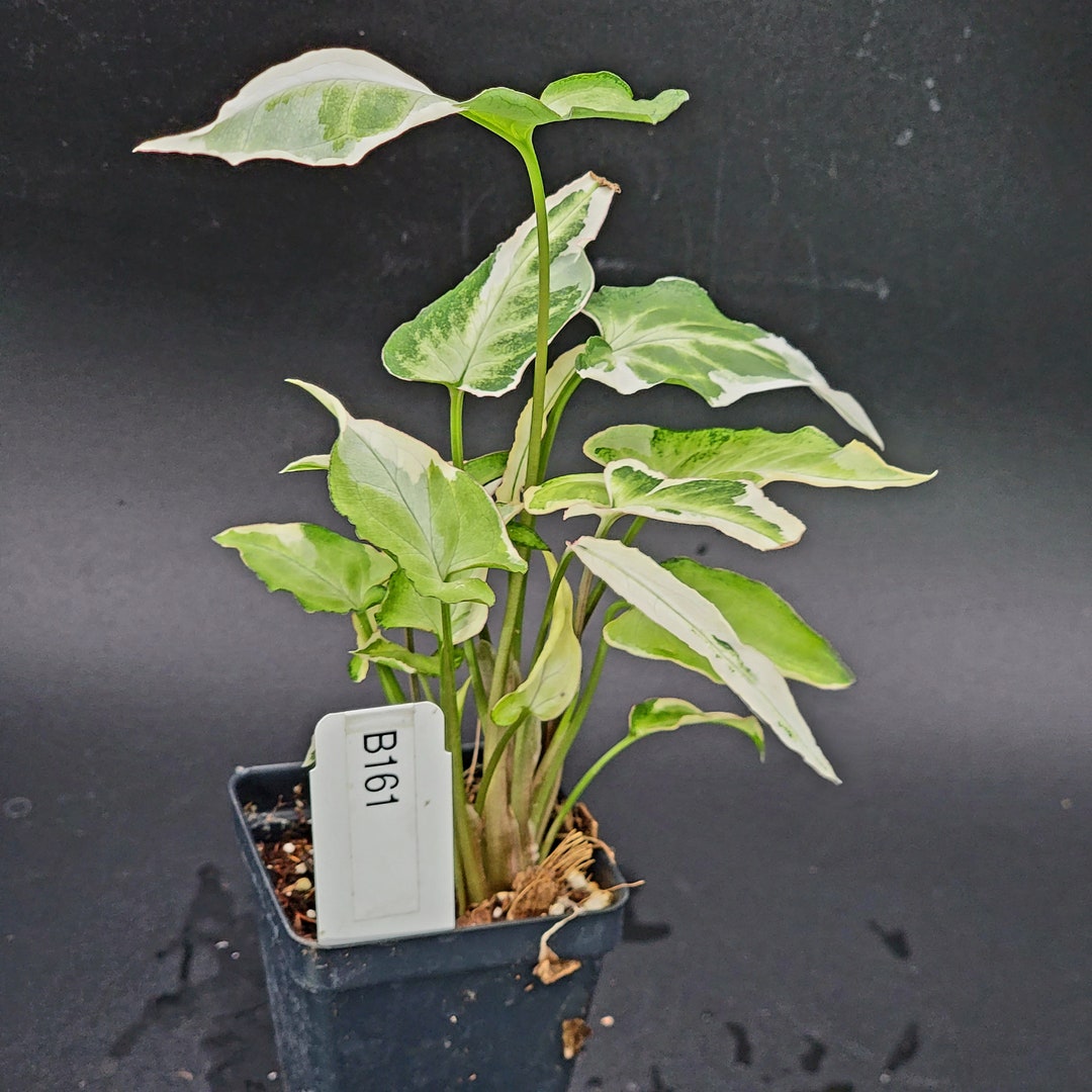 Syngonium Podophyllum 'starlight' - Etsy