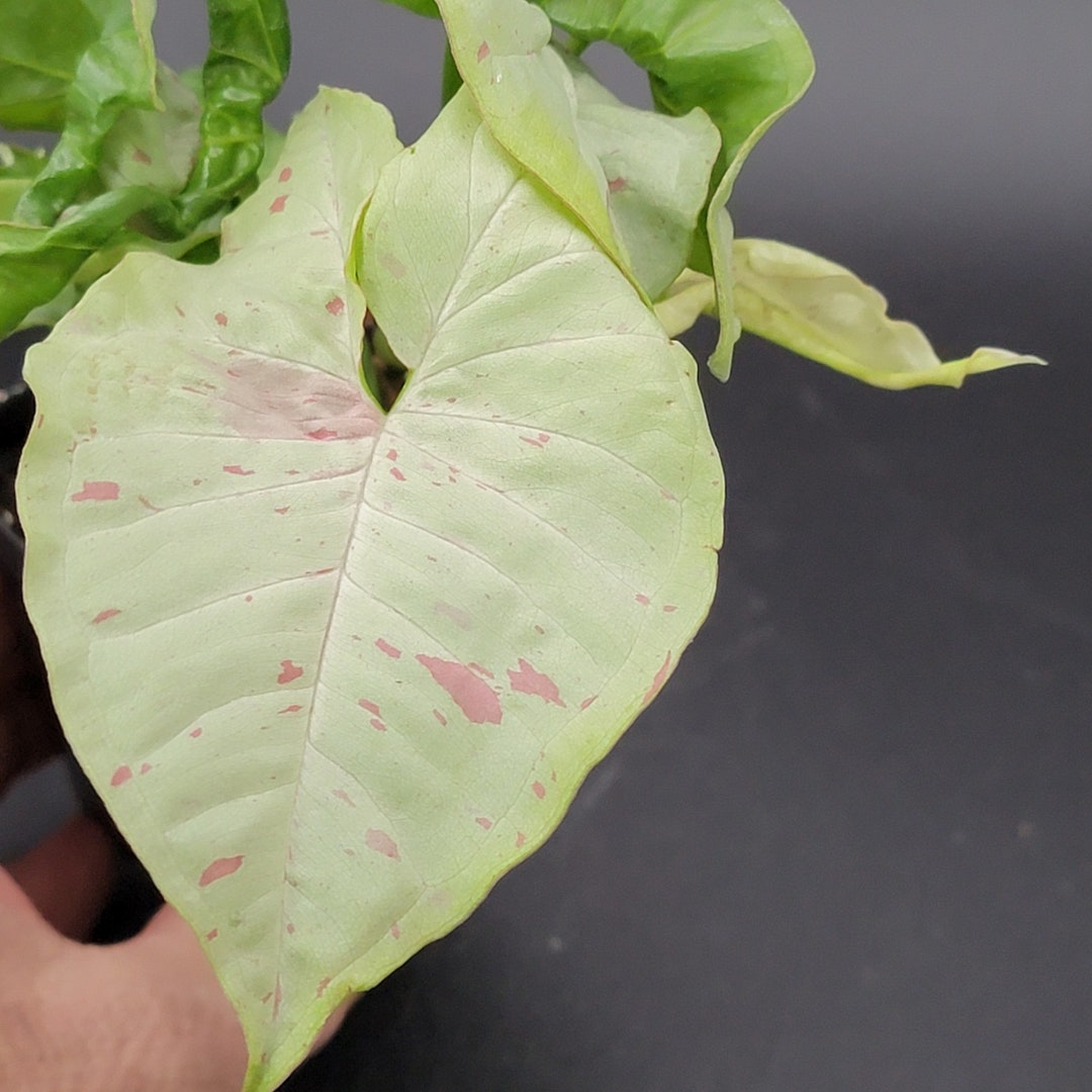 Syngonium milk Confetti - Etsy