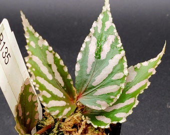 Begonia Julau 2inch Pot Terrarium Culture - Etsy