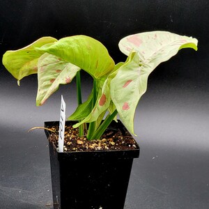 Syngonium "milk Confetti" - Etsy