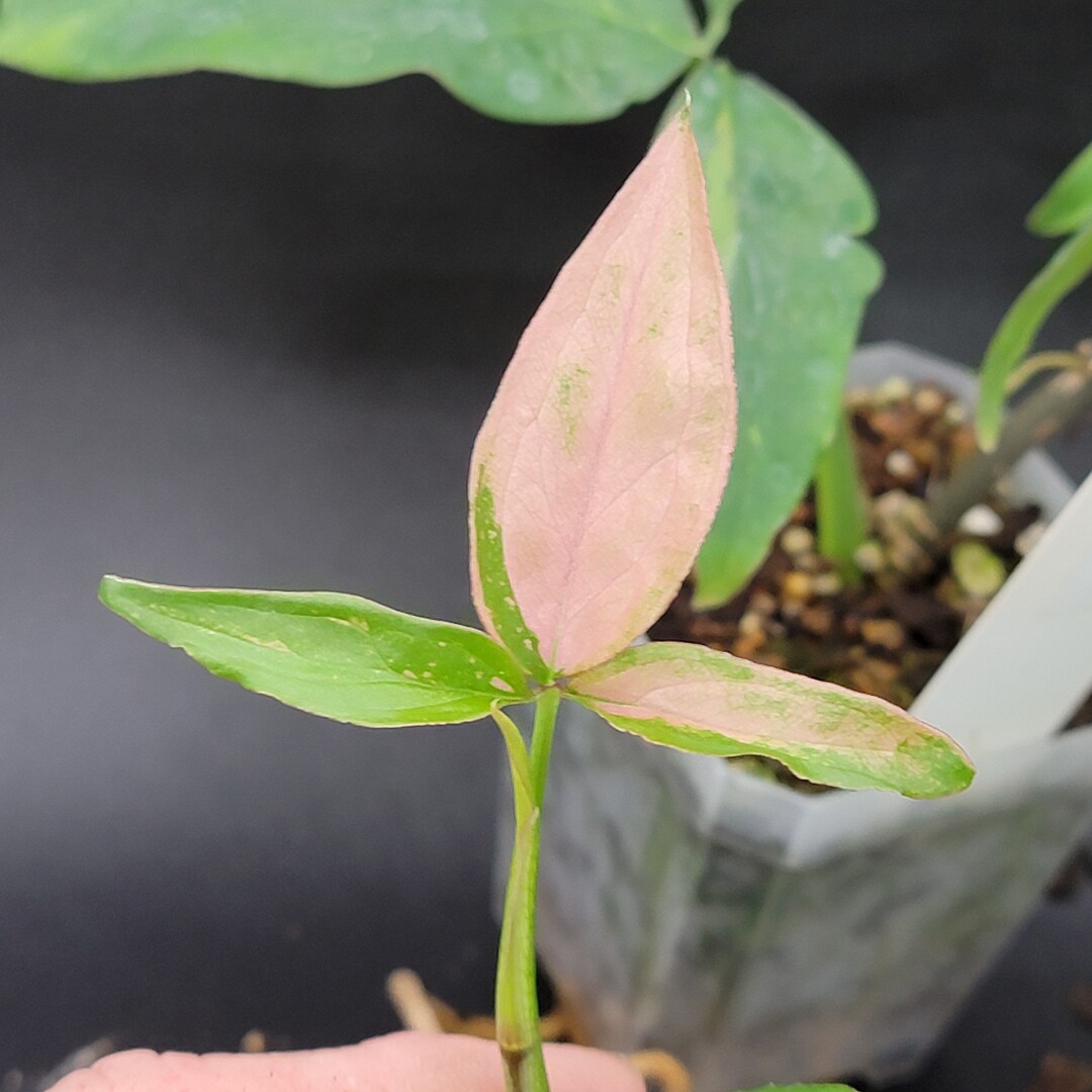 Syngonium Pink Variegated Thai Variety AKA Red Spot - Etsy