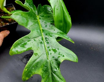 PHILODENDRON BOB CEE Plant free Heat rare Aroid Long Glossy Serrated ...