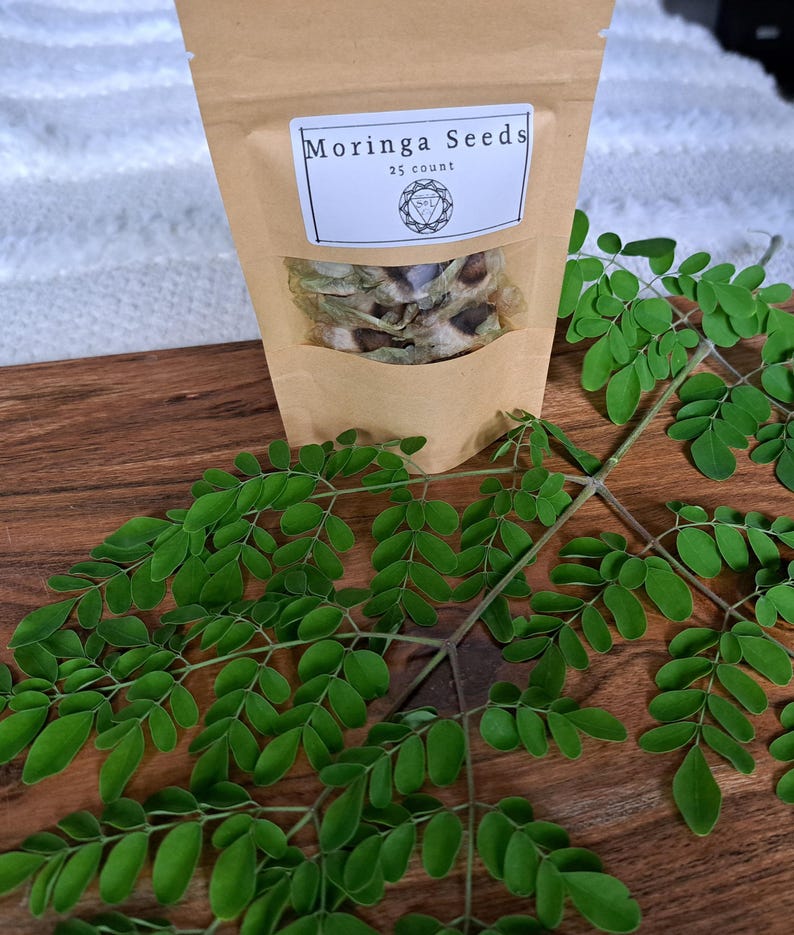 Moringa Oleifera Seeds | Drumstick Tree Seeds | Horseradish Tree Seeds ...