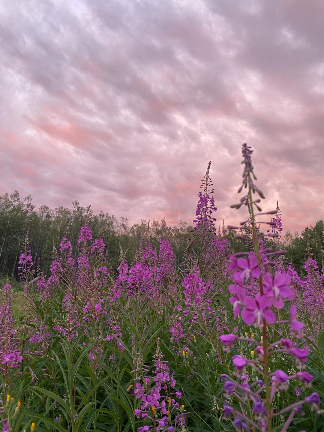 Ivan Chai Tea (fireweed Tea) 40g - Etsy Canada