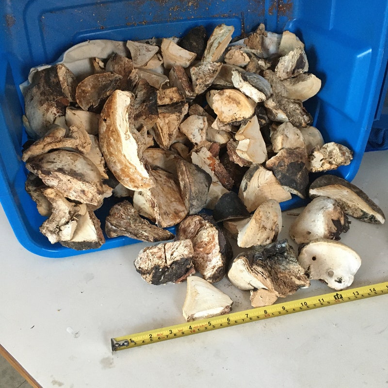 Diamond Willow - Etsy Canada