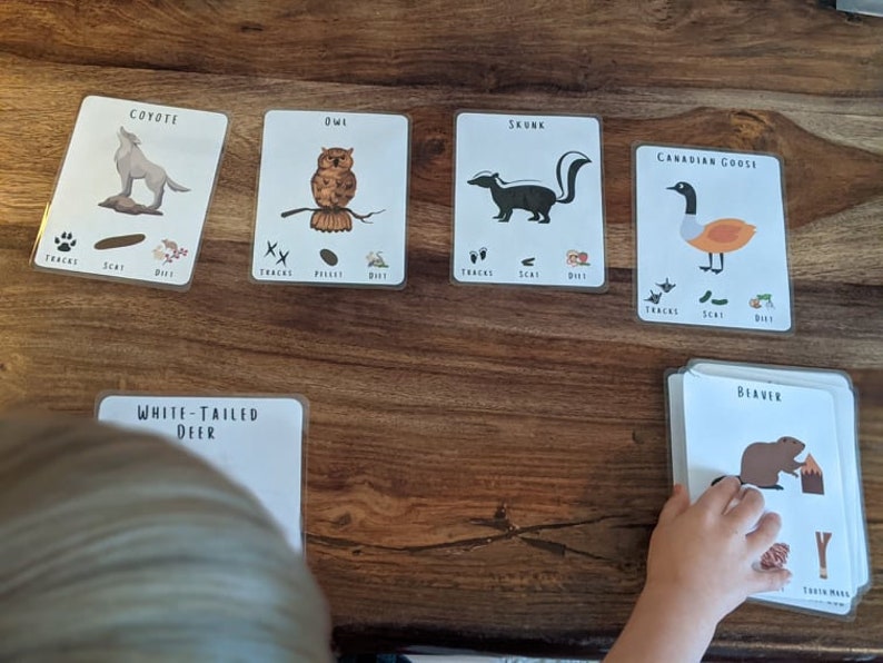 Woodland Animal Tracking Cards • North America • Nature-based Cards ...