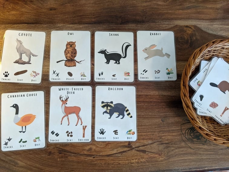Woodland Animal Tracking Cards • North America • Nature-based Cards ...