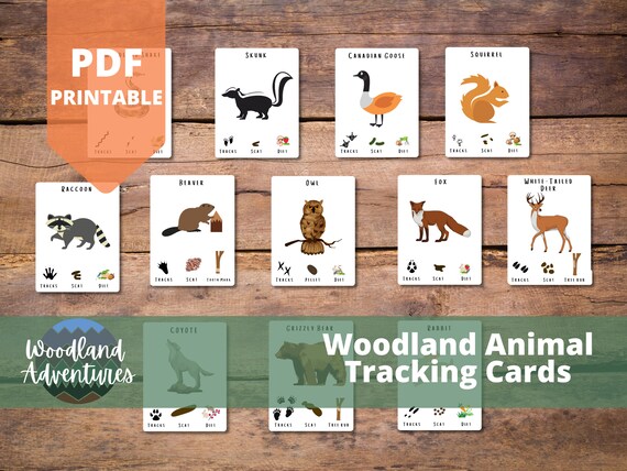 Woodland Animal Tracking Cards North America PDF - Etsy
