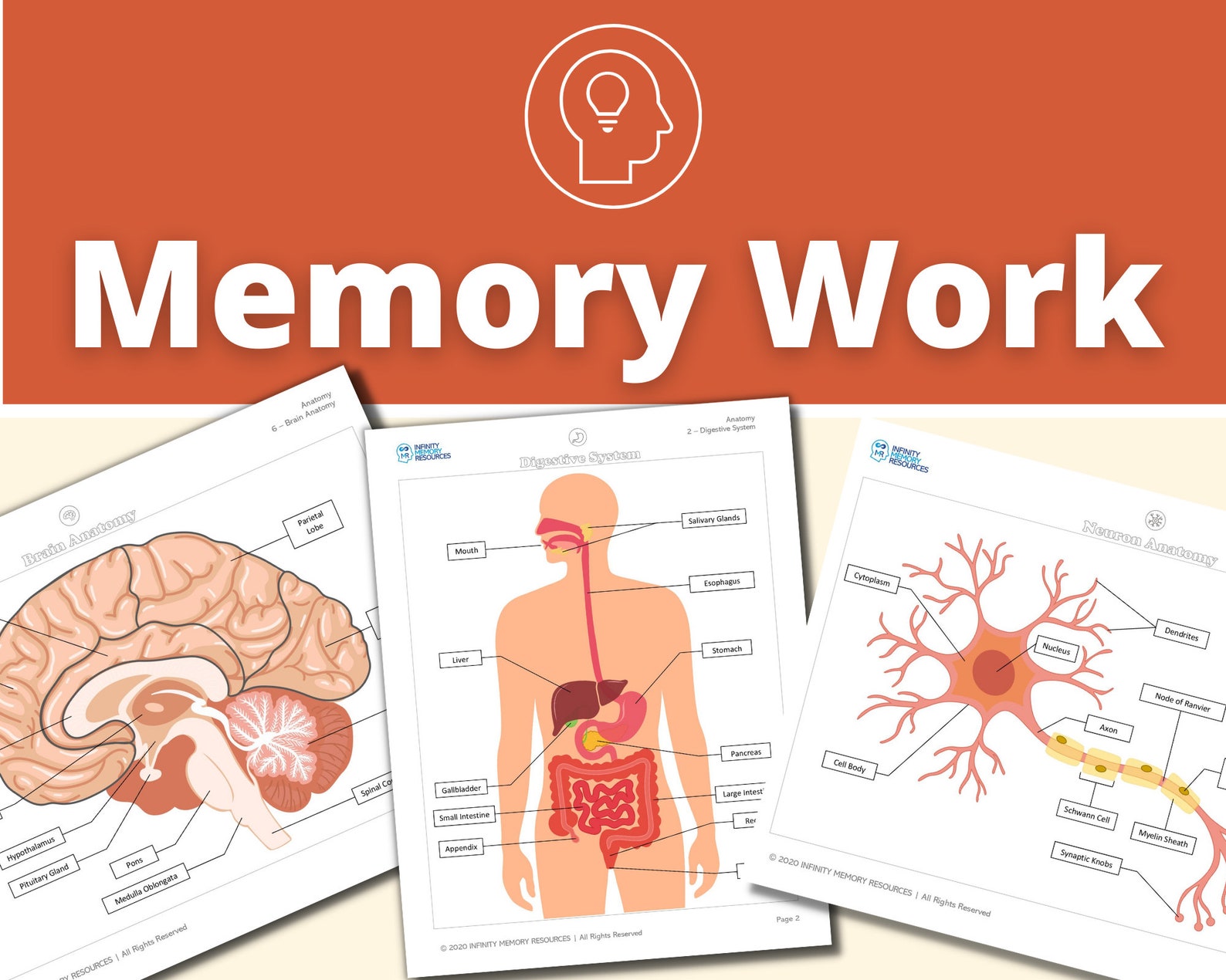 Challenge A - Anatomy - Classical Weekly Worksheets - 9 Weeks - Etsy