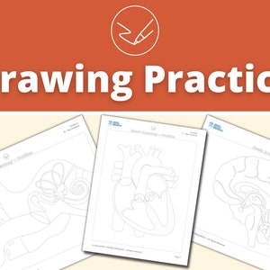 Challenge A - Anatomy - Classical Weekly Worksheets - 9 Weeks - Etsy