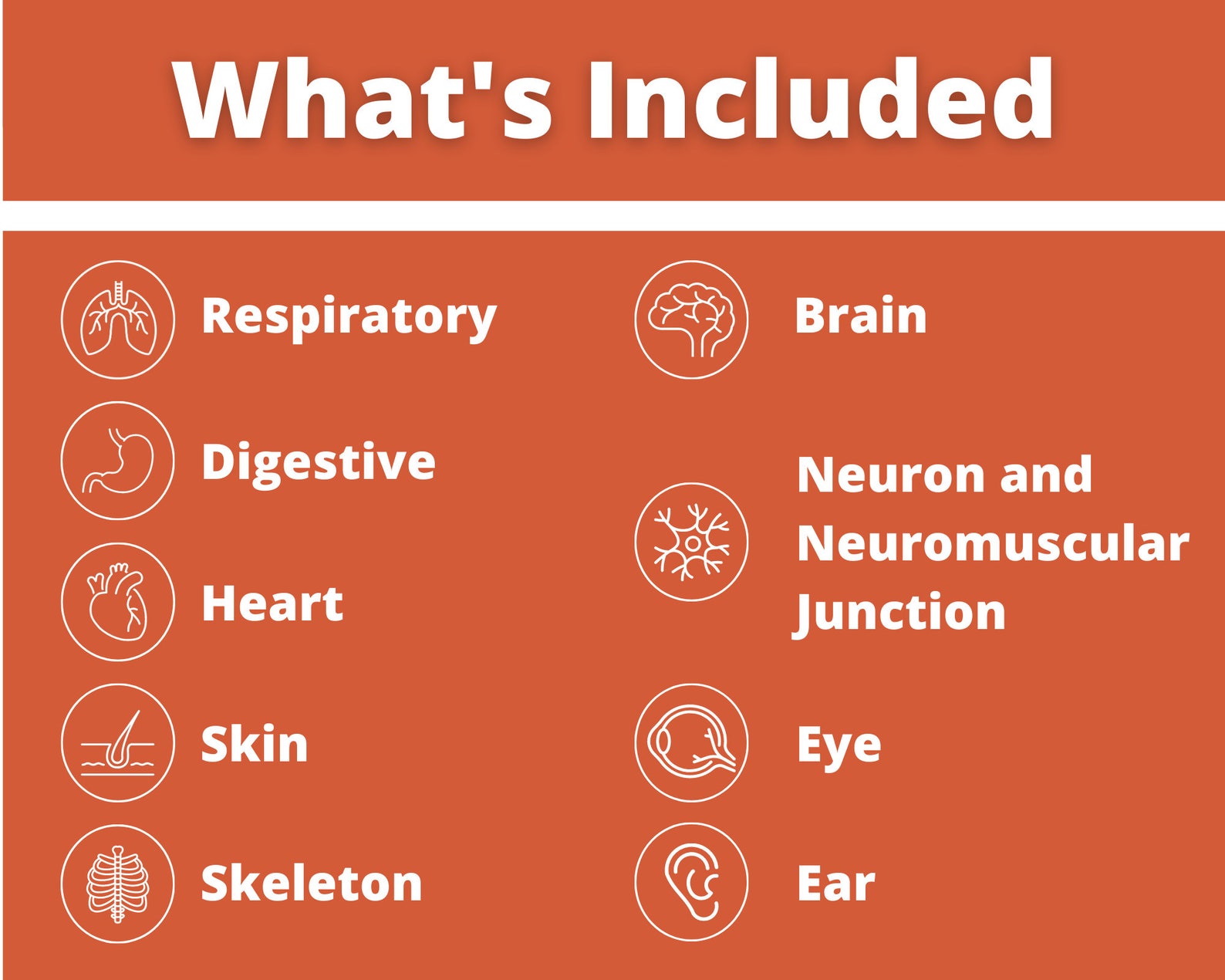 Challenge A Anatomy Classical Weekly Worksheets 9 Weeks - Etsy