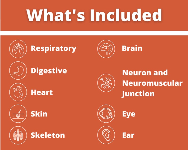 Challenge A - Anatomy - Classical Weekly Worksheets - 9 Weeks - Etsy