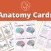 Challenge A - Anatomy - Classical Weekly Worksheets - 9 Weeks - Etsy