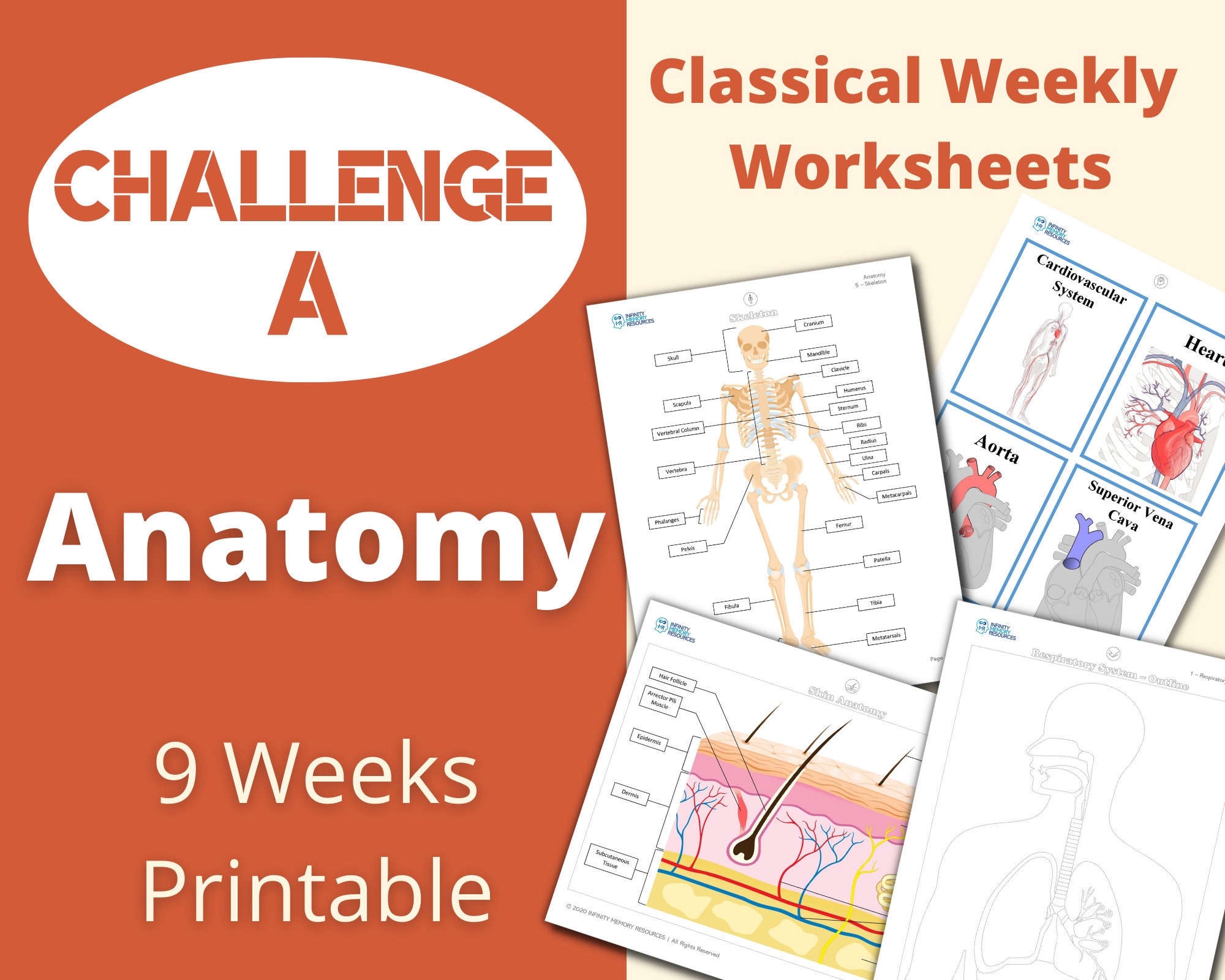 Challenge A - Anatomy - Classical Weekly Worksheets - 9 Weeks - Etsy
