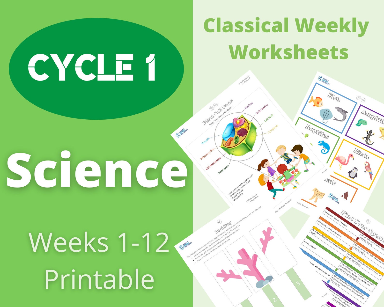 Cycle 1 Science Classical Weekly Worksheets Weeks 1-12 - Etsy