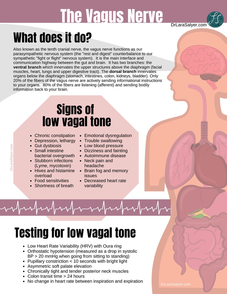 Vagus Nerve DIGITAL DOWNLOAD Medical Infographic - Etsy