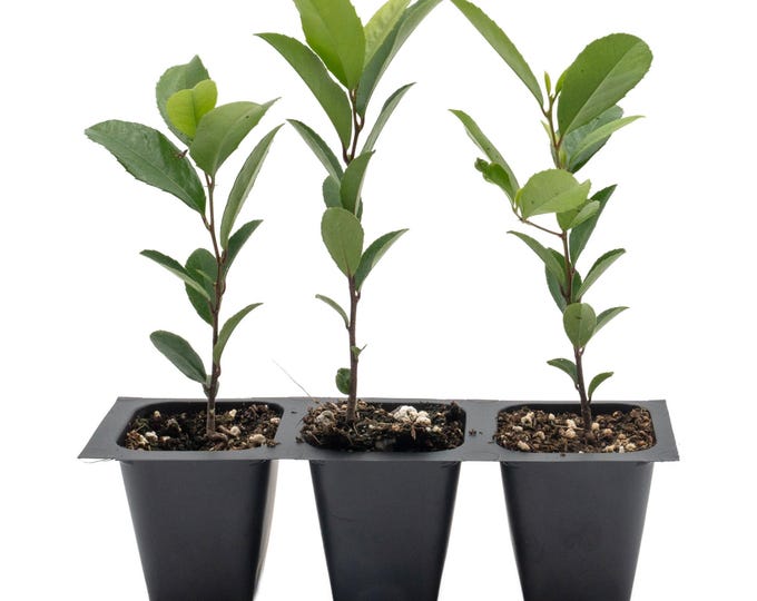 3 Camphor Laurel Tree Sapling LIVE PLANT SEEDLING Bush/shrub/tree ...
