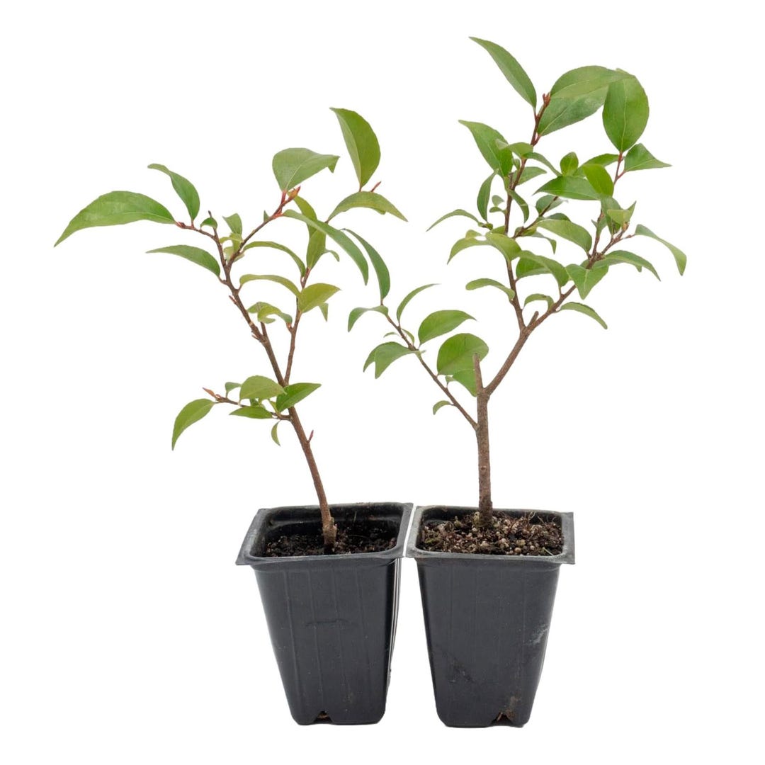 Shiny Xylosma (xylosma Congestum) Dense Evergreen Perennial Hedge Shrub ...