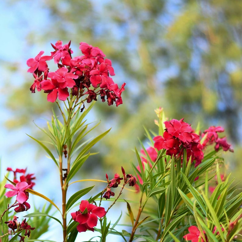 Red Oleander (nerium Oleander 'jannoch') | Evergreen Shrub With Bold ...