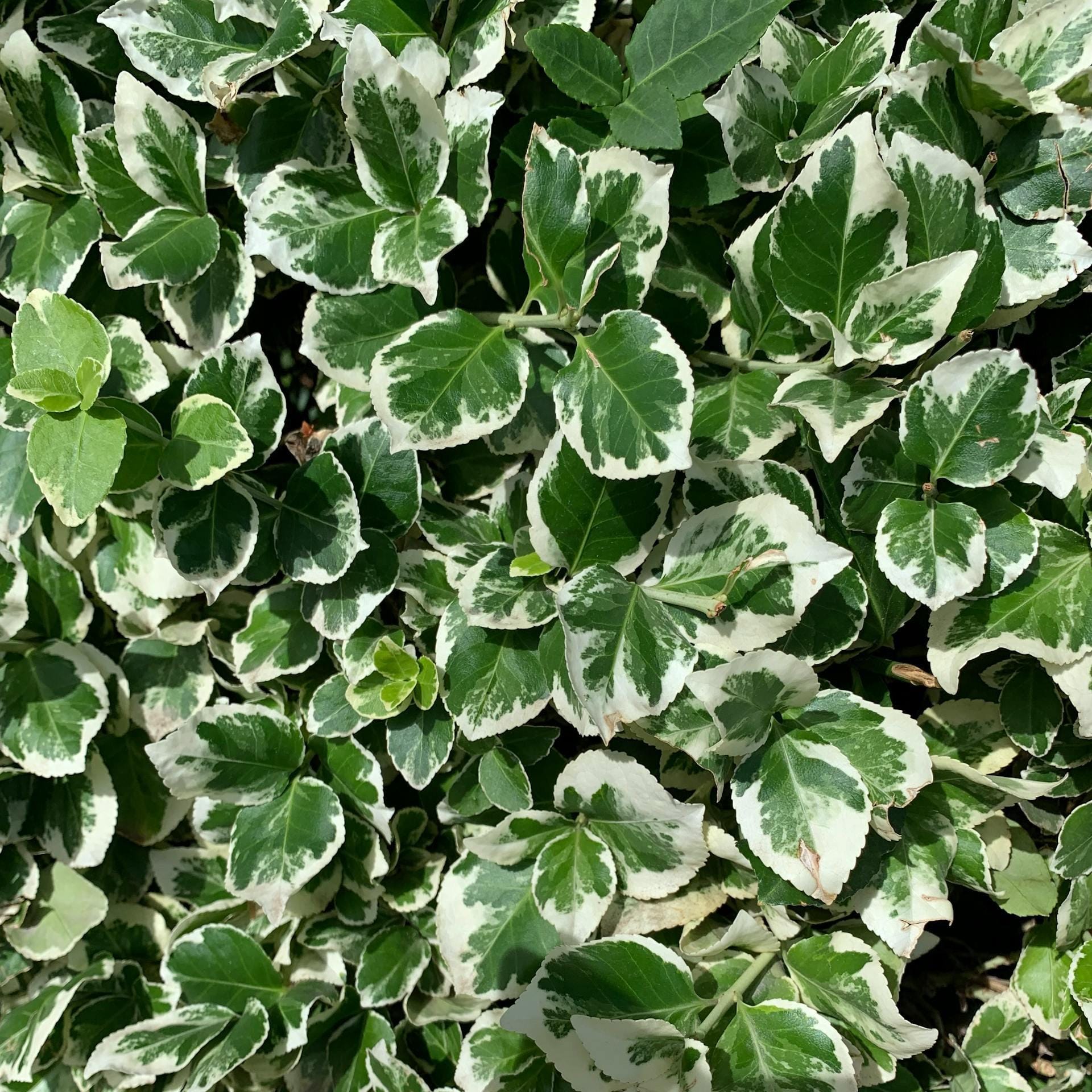 Emerald Gaiety Euonymus (euonymus Fortunei 'emerald Gaiety ...