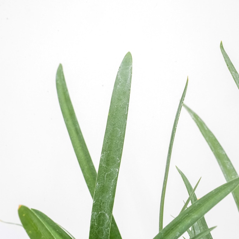 Peter Pan Agapanthus in 3.5” Nursery Cubes (agapanthus ‘peter Pan ...