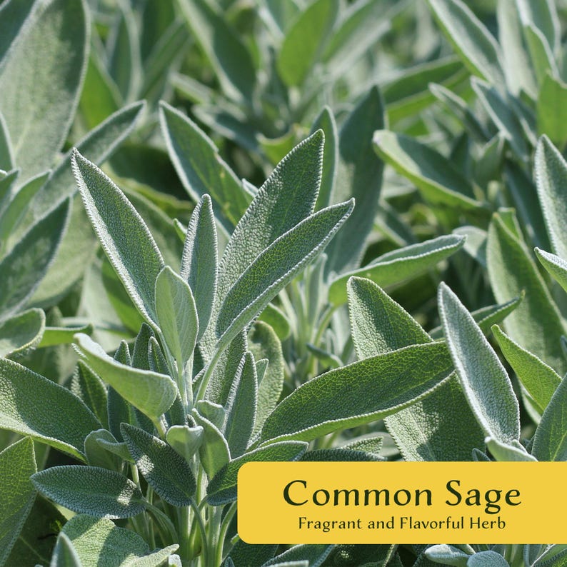 Common Sage (salvia Officinalis) | Traditional Aromatic Herb Plant With ...