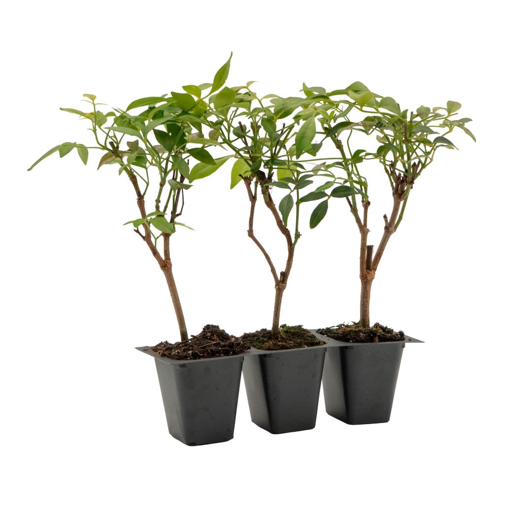 Live White Bower Vine Plants (pandorea Jasminoides 'alba') – Elegant ...