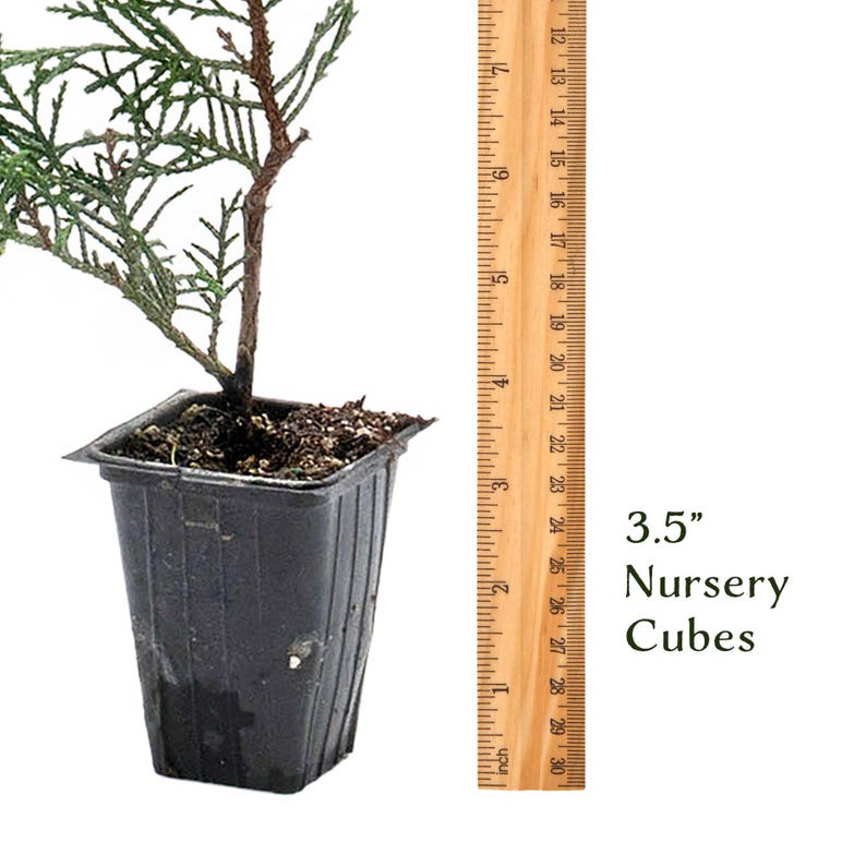 Murray Leyland Cypress Saplings (cupressocyparis Leylandii 'murray ...