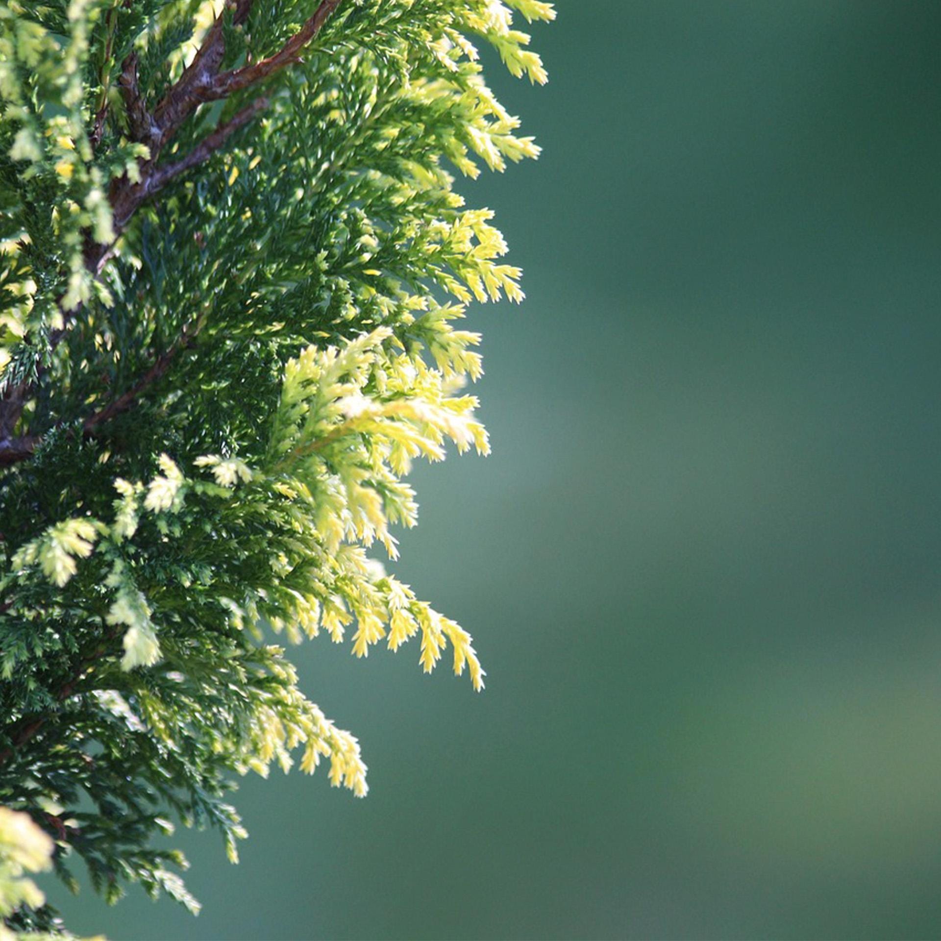 Murray Leyland Cypress Saplings (cupressocyparis Leylandii 'murray ...