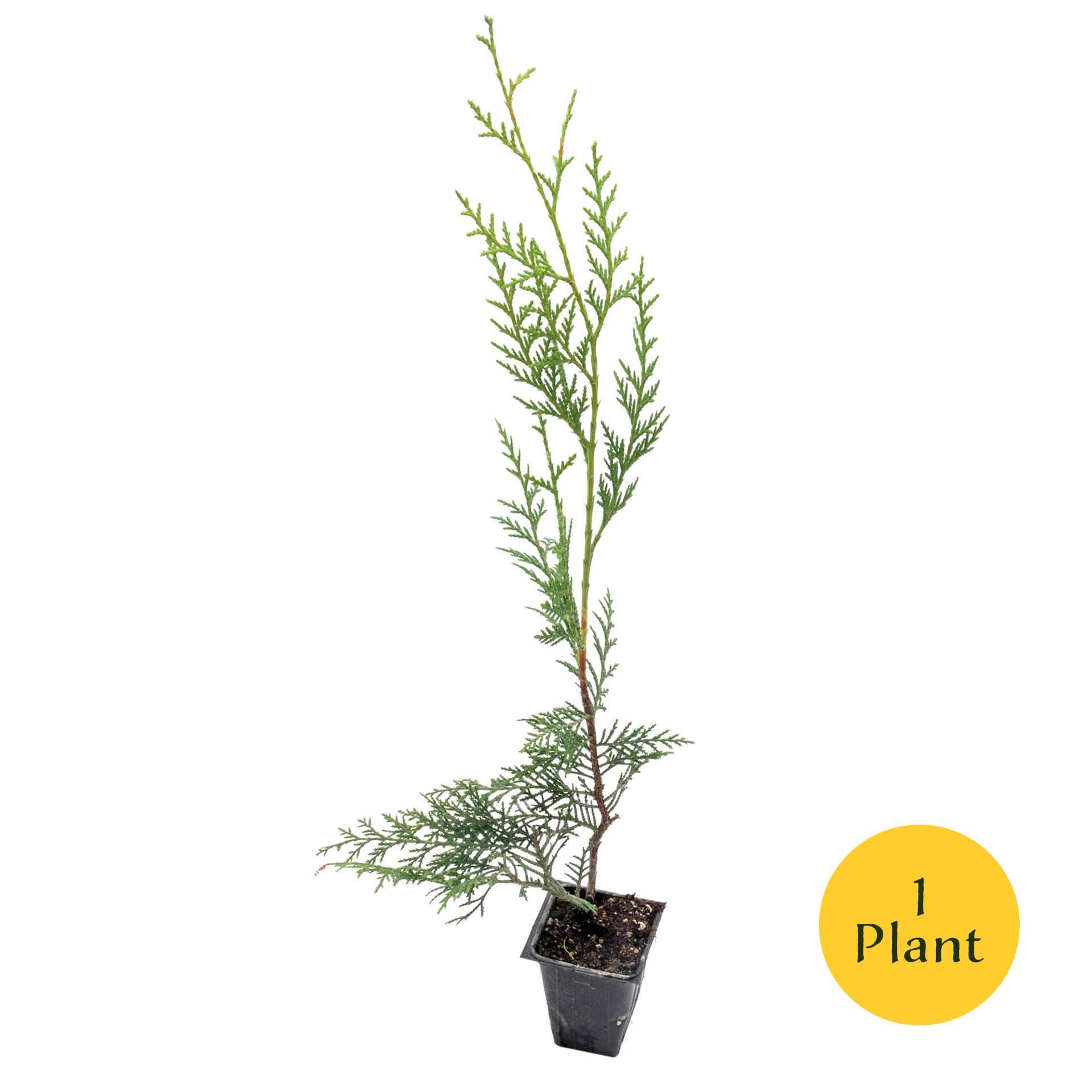 Murray Leyland Cypress Saplings (cupressocyparis Leylandii 'murray ...