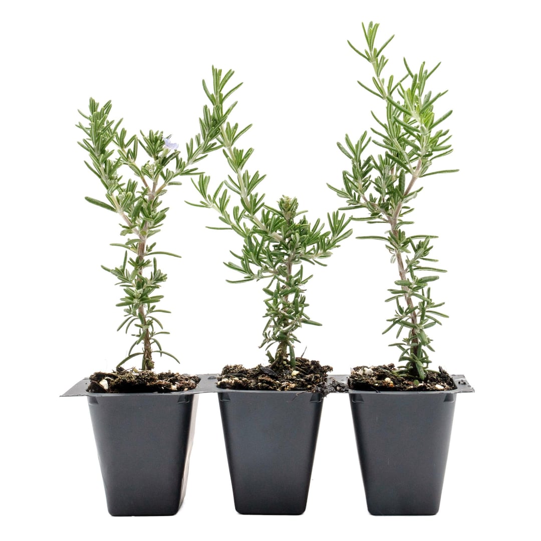 Creeping Rosemary (rosmarinus Officinalis) | Trailing Evergreen Herb ...