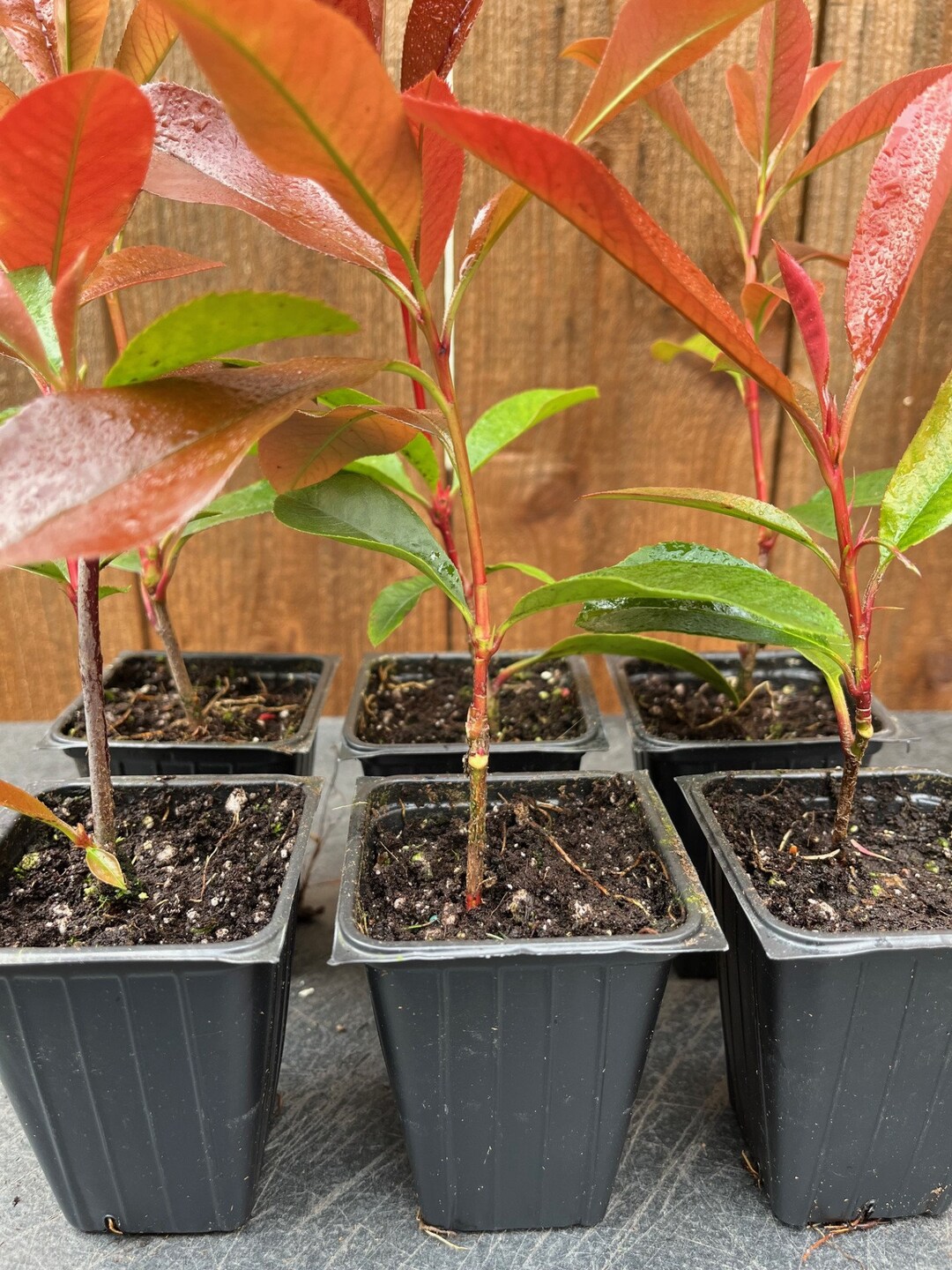Red Tip Photinia's, Photinia X Fraseri, Thriving in Extra Deep Nursery ...