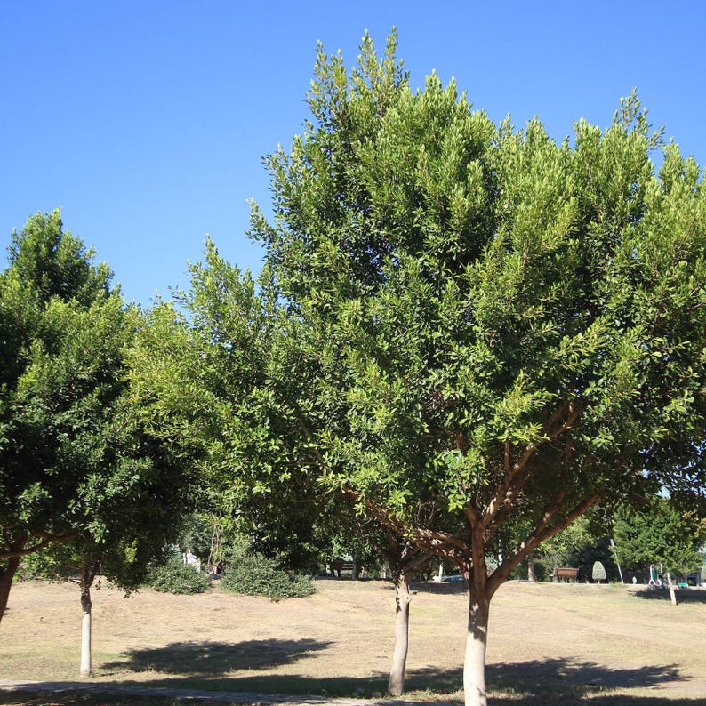 Indian Laurel Fig (ficus Microcarpa) | Dense Evergreen Ornamental Shrub ...