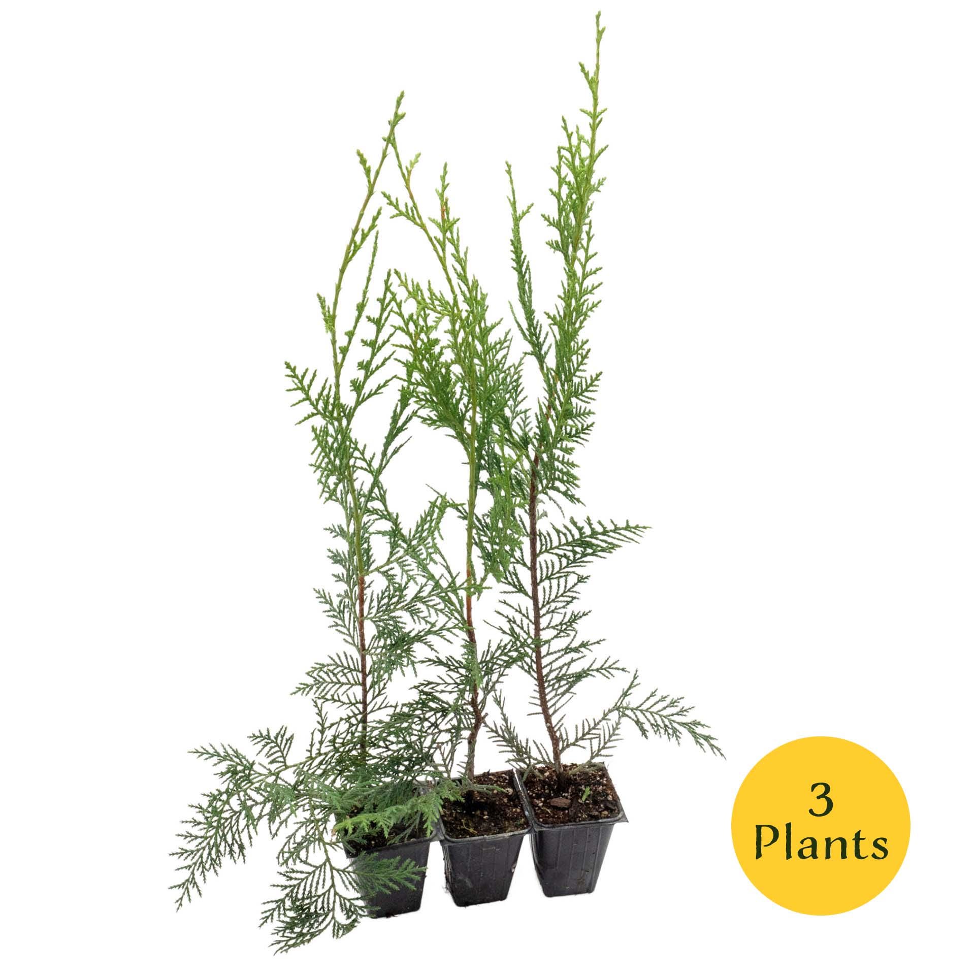 Murray Leyland Cypress Saplings (cupressocyparis Leylandii 'murray ...
