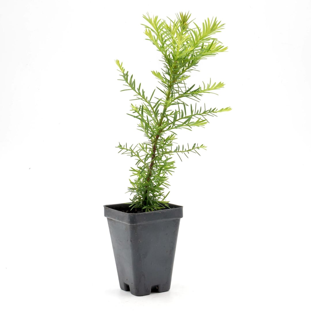 Coastal Redwood Saplings (sequoia Sempervirens) Fast-growing Evergreen ...