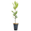 Organic Bay Tree Seeds- Daphne - Laurus Nobilis, 50 Seeds, Aromatic Bay ...
