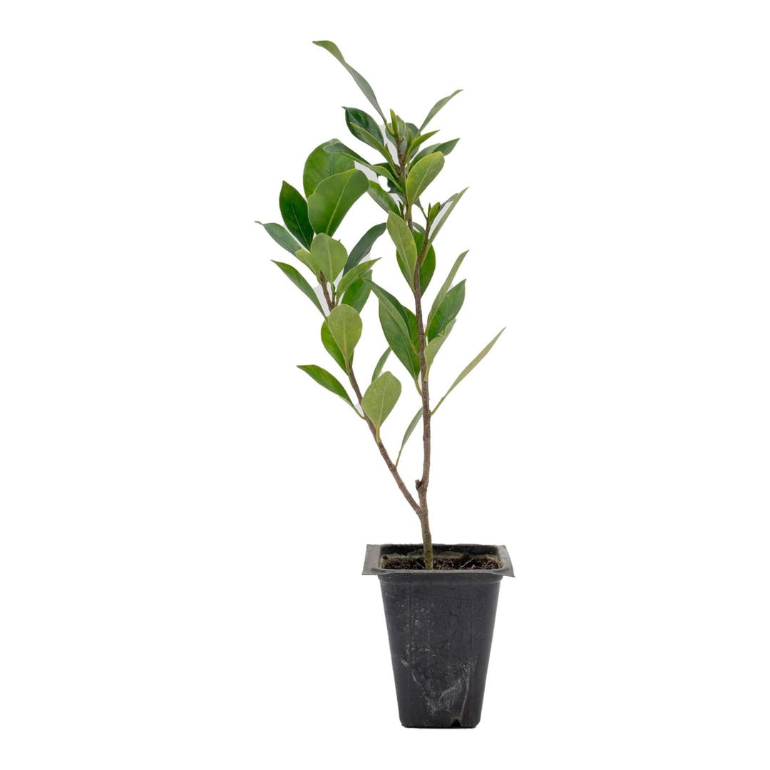 Indian Laurel Figs – Live Ficus Nitida Plant – Evergreen Tree in 2.5 ...