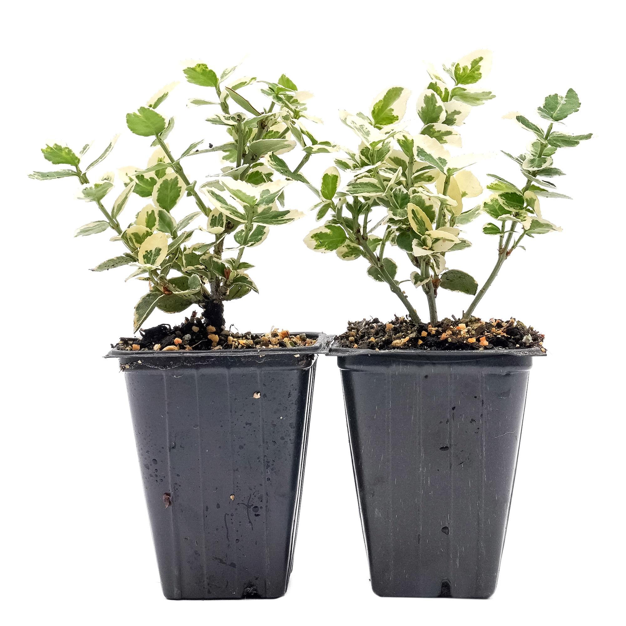 Emerald Gaiety Euonymus (euonymus Fortunei 'emerald Gaiety ...