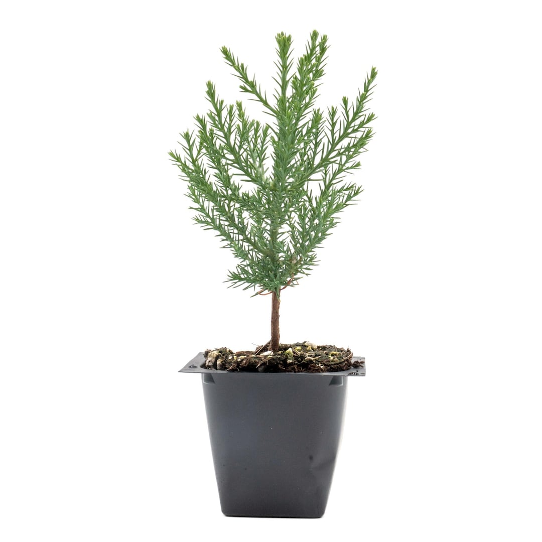 Giant Sequoia Saplings (sequoiadendron Giganteum) Majestic Long-lived ...