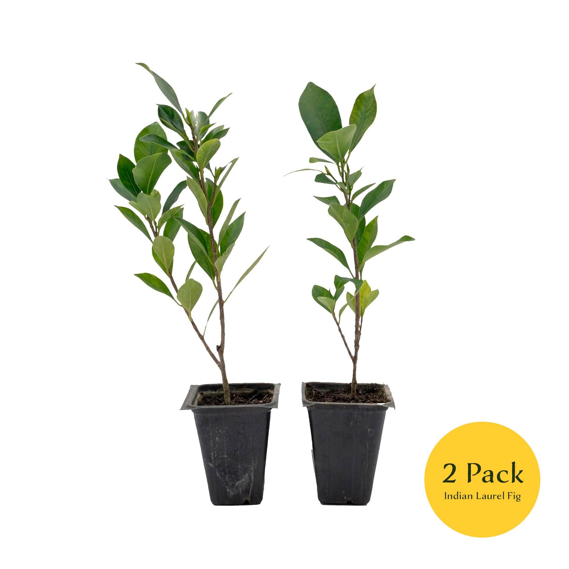 Indian Laurel Fig (ficus Microcarpa) | Dense Evergreen Ornamental Shrub ...