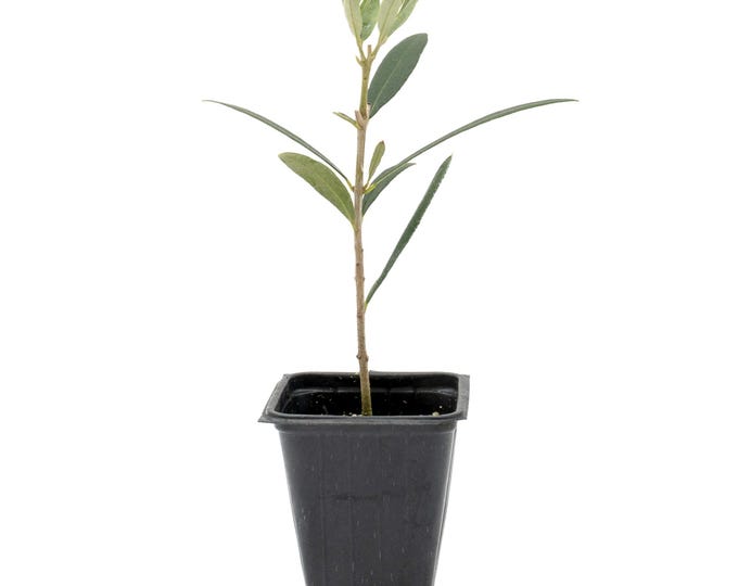 Little Ollie Dwarf Olive Tree | 5 Gallon | Olea Europaea Montra | Live ...