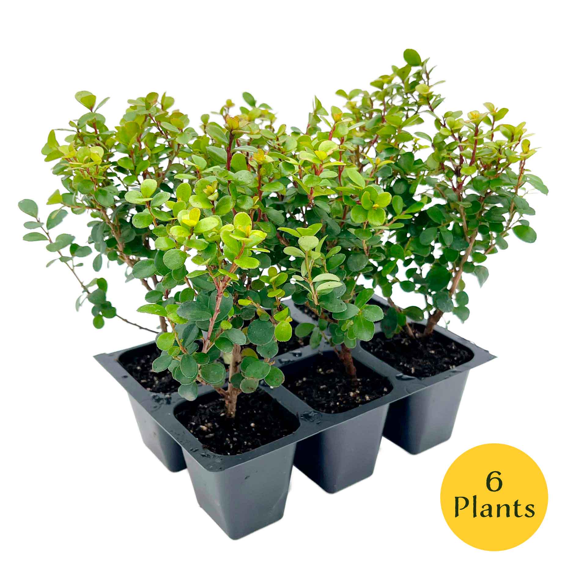 African Boxwood Myrsine (myrsine Africana) Dense Compact Evergreen ...