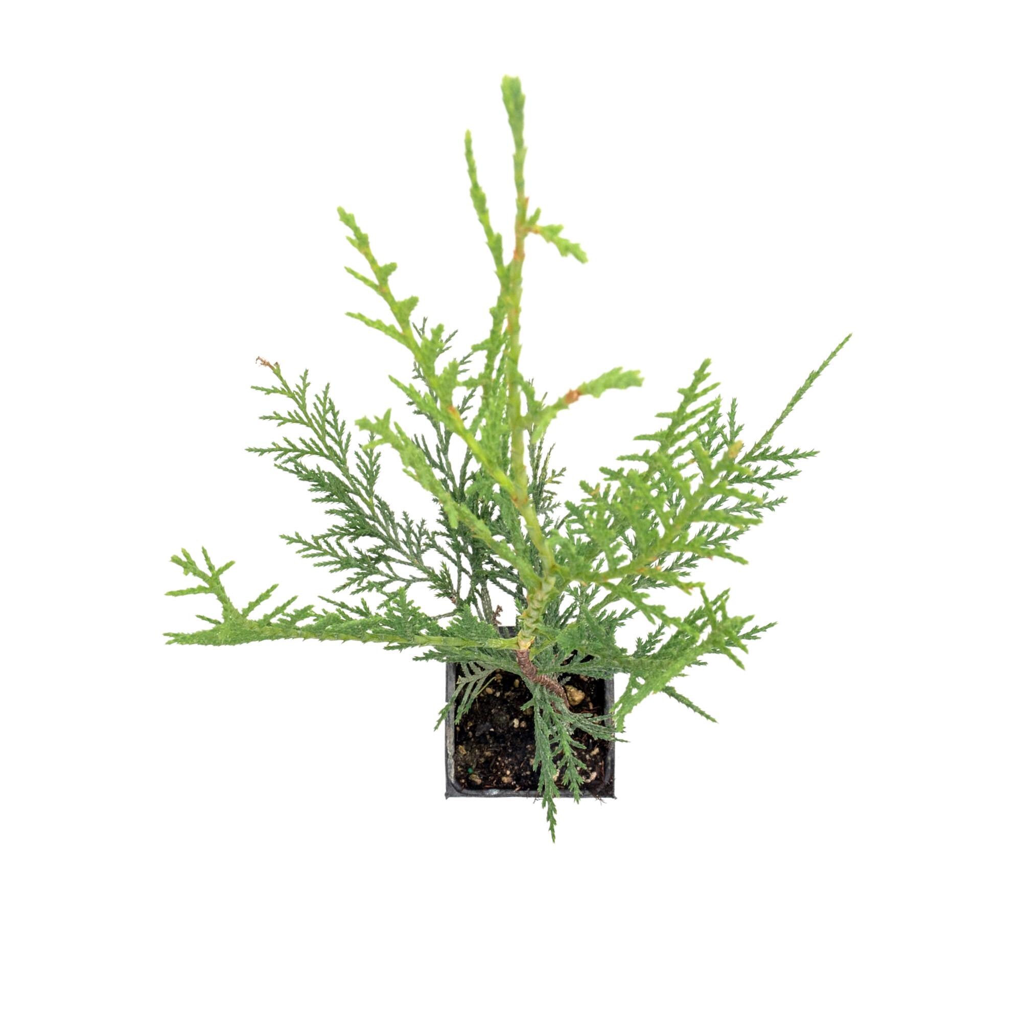 Murray Leyland Cypress Saplings (cupressocyparis Leylandii 'murray ...